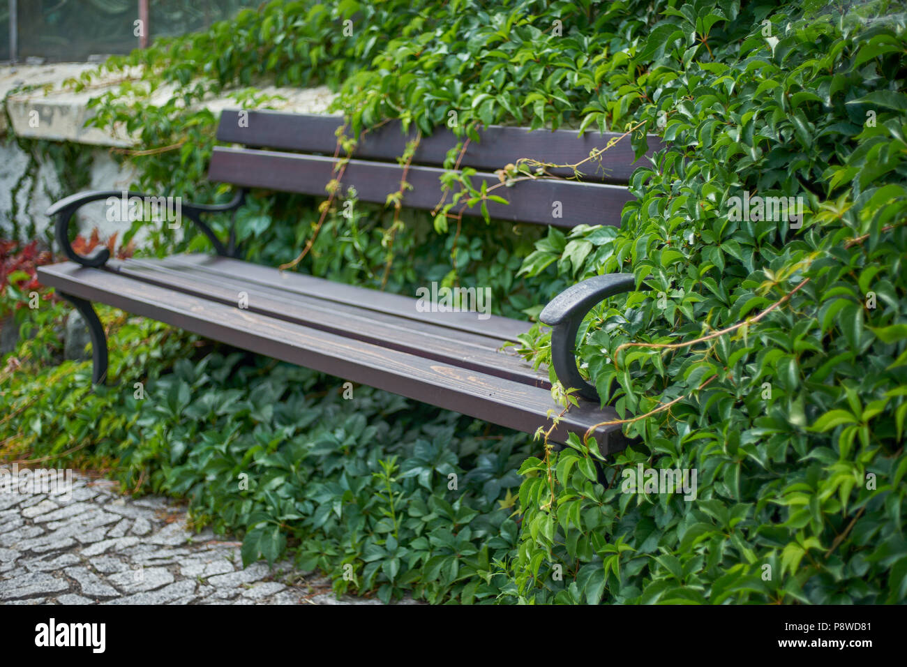 Park bench overgrown by the green Virginia creeper Stock Photo - Alamy