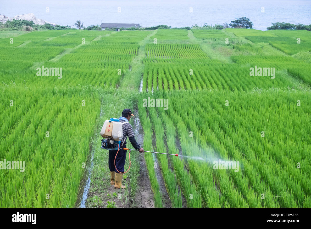 Farmer,spraying,insecticide,on,rice,rice,fields,crop,Shitiping,Route 11 ...