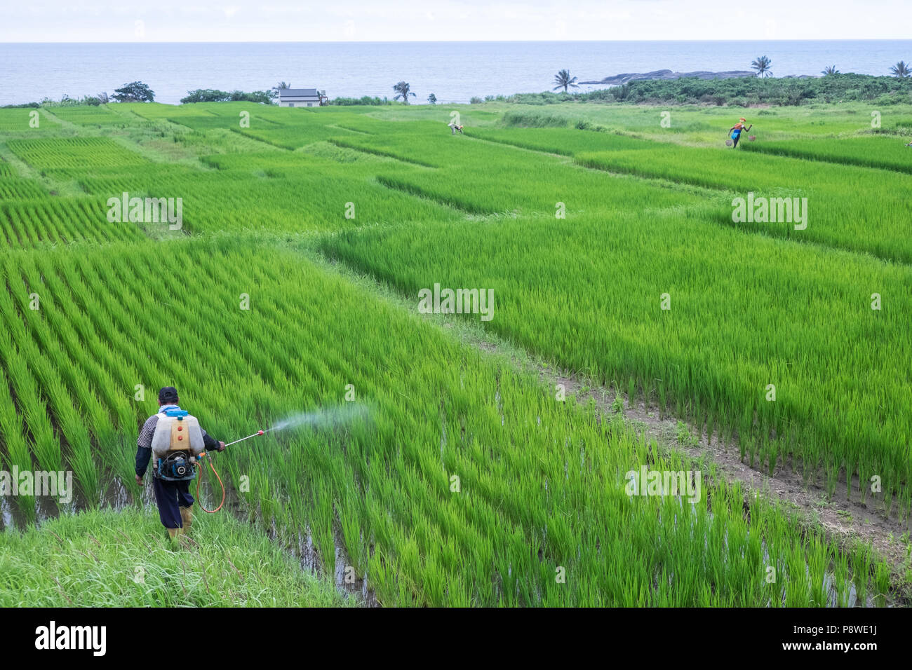 Farmer,spraying,insecticide,on,rice,rice,fields,crop,Shitiping,Route 11 ...