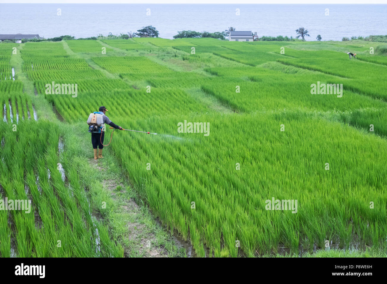Farmer,spraying,insecticide,on,rice,rice,fields,crop,Shitiping,Route 11 ...