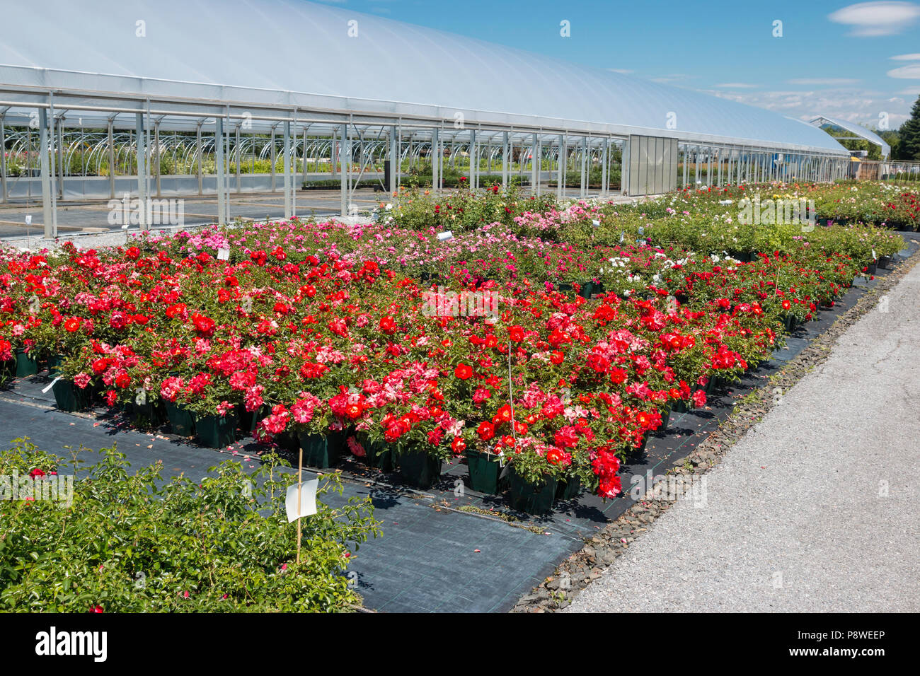 Roses nursery hi-res stock photography and images - Alamy