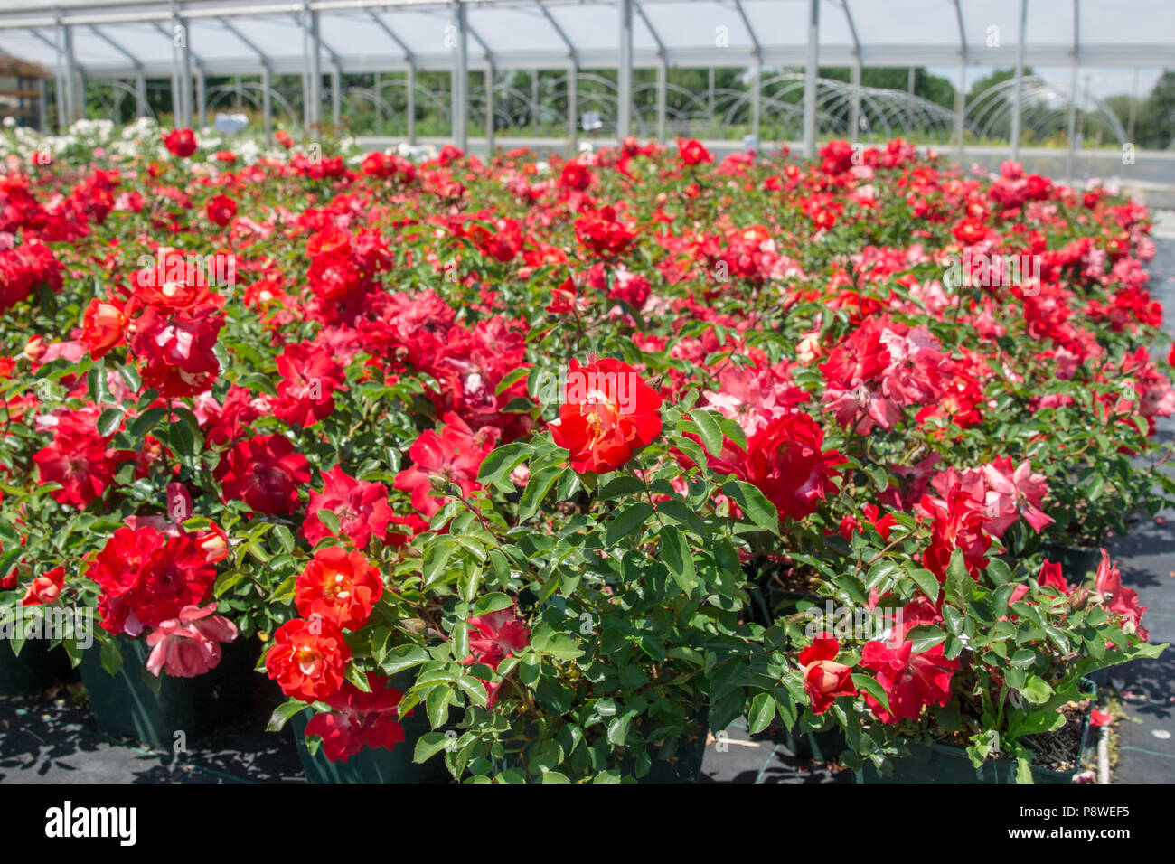 Greenhouse growing roses hi-res stock photography and images - Alamy