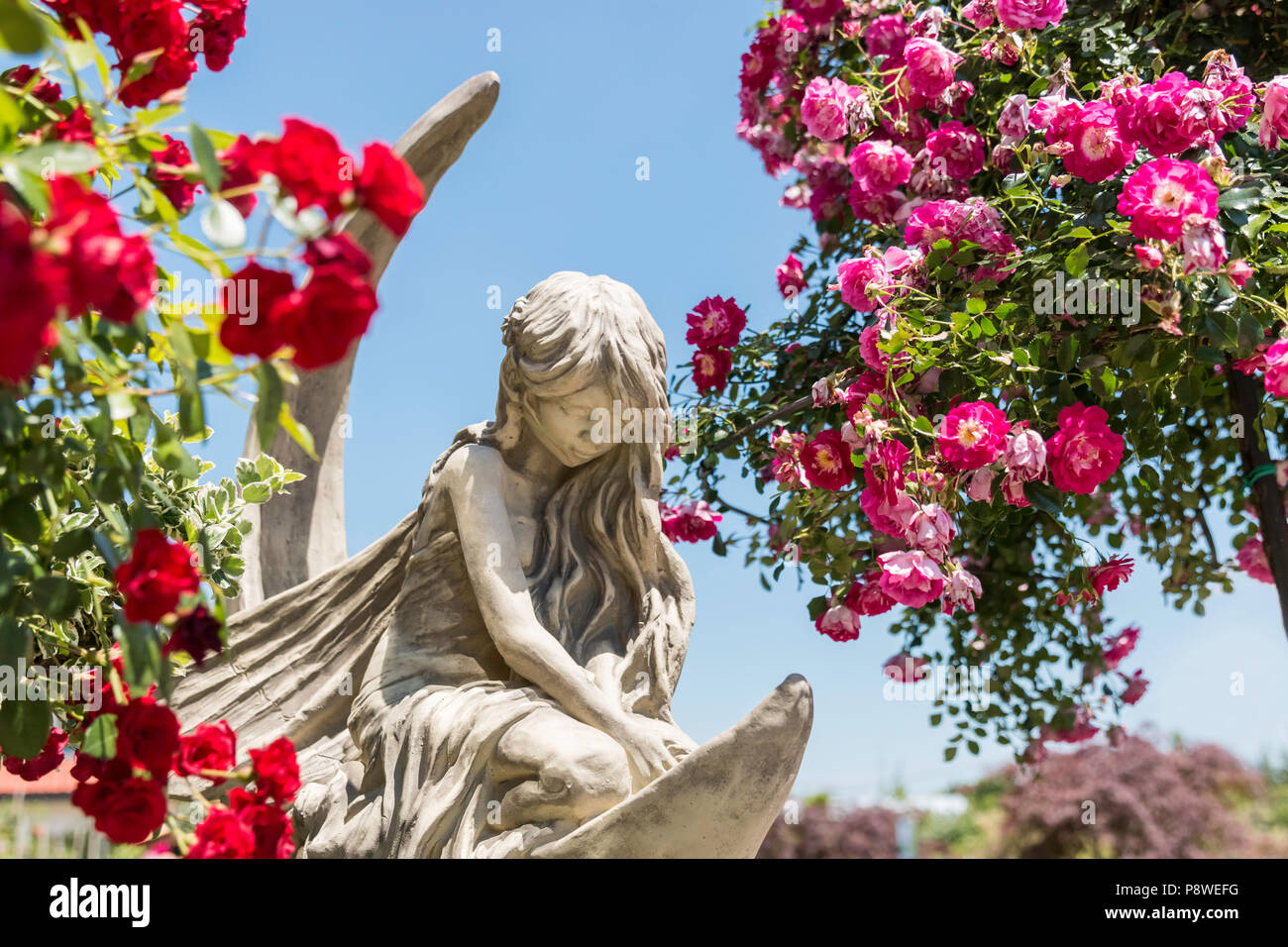 Red and pink roses bush and statue in garden Stock Photo - Alamy