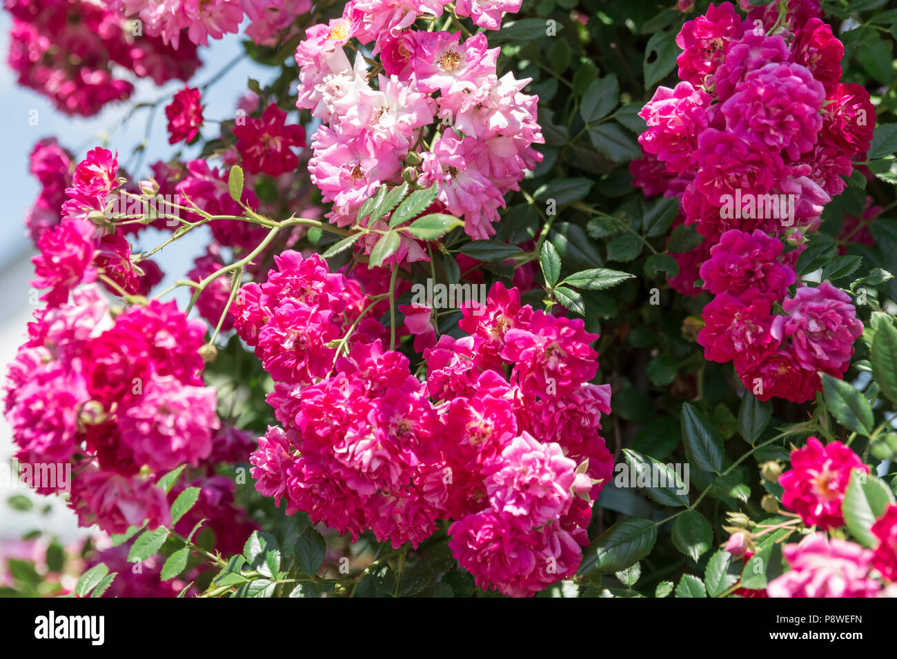 Pink roses bush in the garden outdoors Stock Photo - Alamy