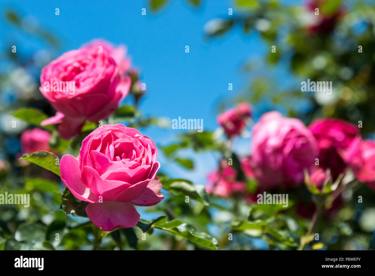 Pink roses bush in the garden outdoors Stock Photo - Alamy