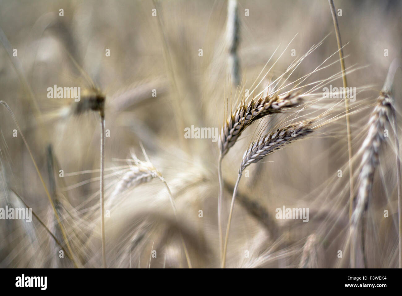 Secale cereal hi-res stock photography and images - Alamy