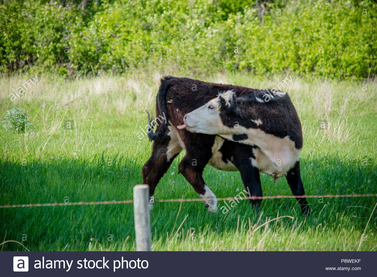 Cowlick Stock Photos & Cowlick Stock Images - Alamy