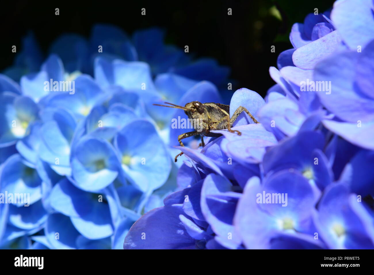 Pelling, Sikkim, India Stock Photo - Alamy