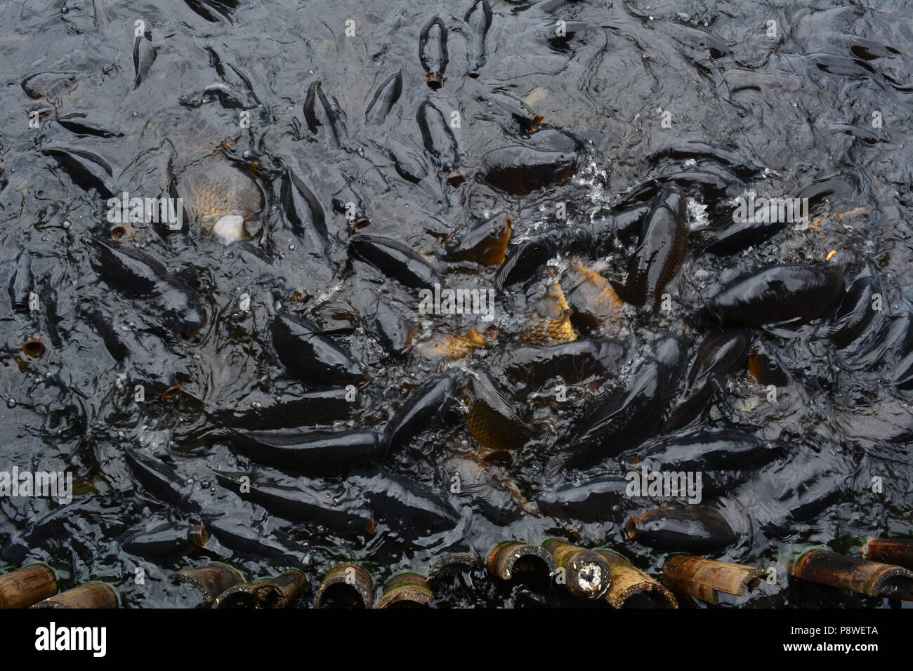 Pelling, Sikkim, India Stock Photo - Alamy