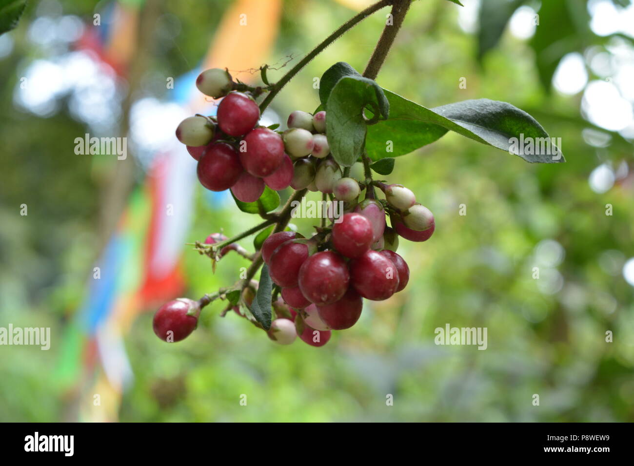Pelling, Sikkim, India Stock Photo - Alamy
