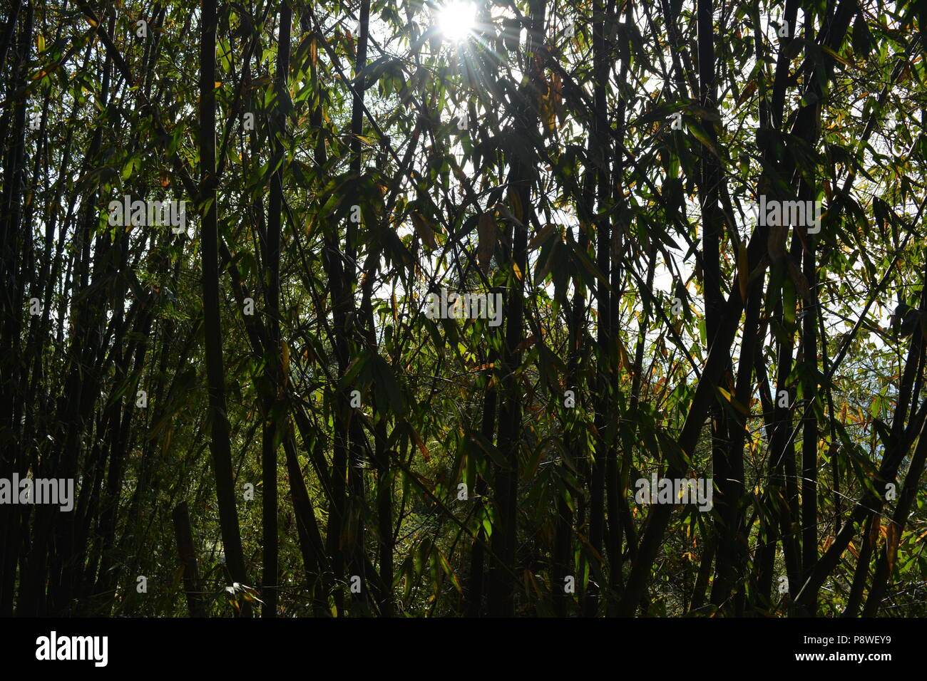 Pelling, Sikkim, India Stock Photo - Alamy