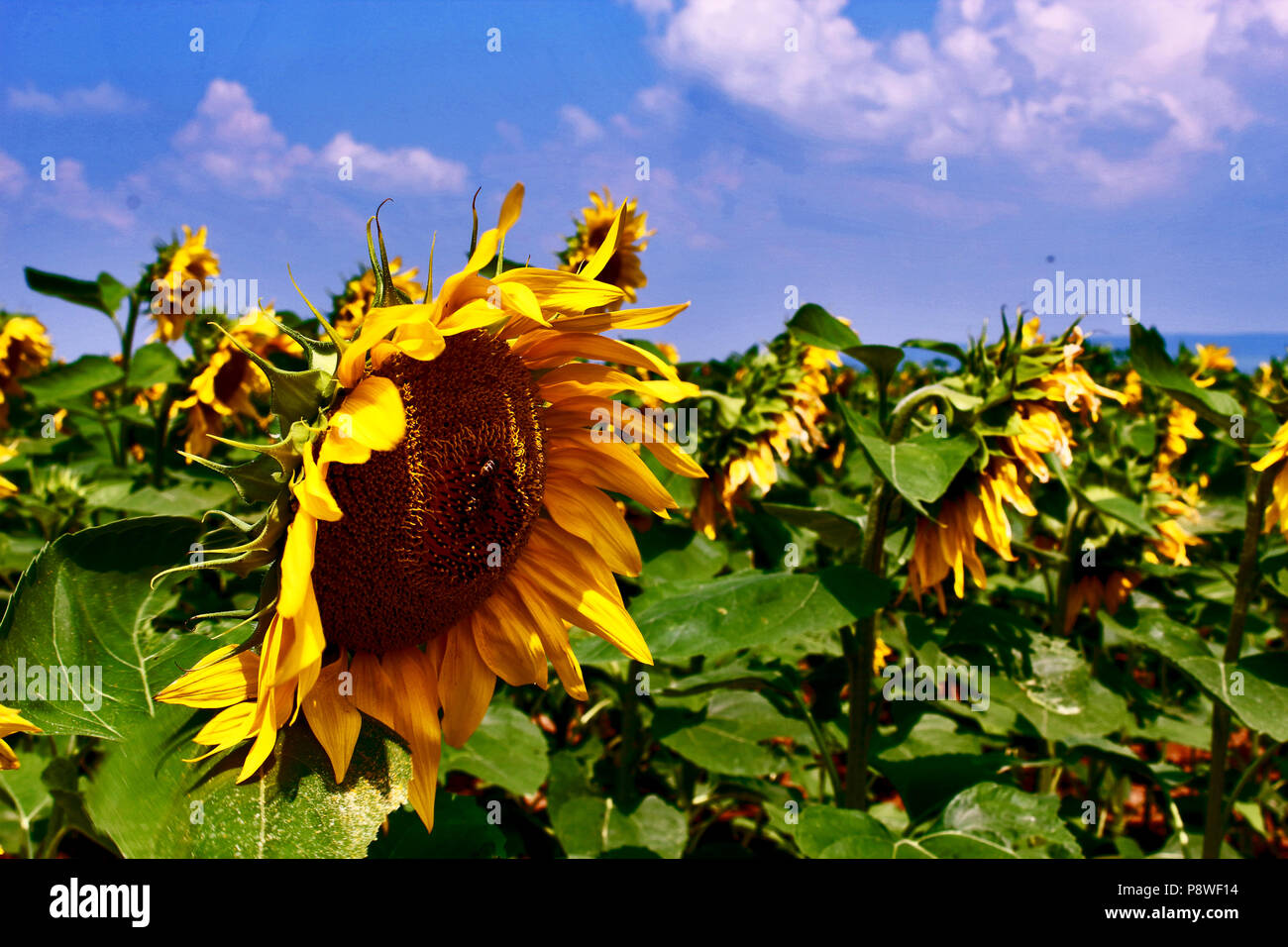 Sunflower water reflection hi-res stock photography and images - Alamy