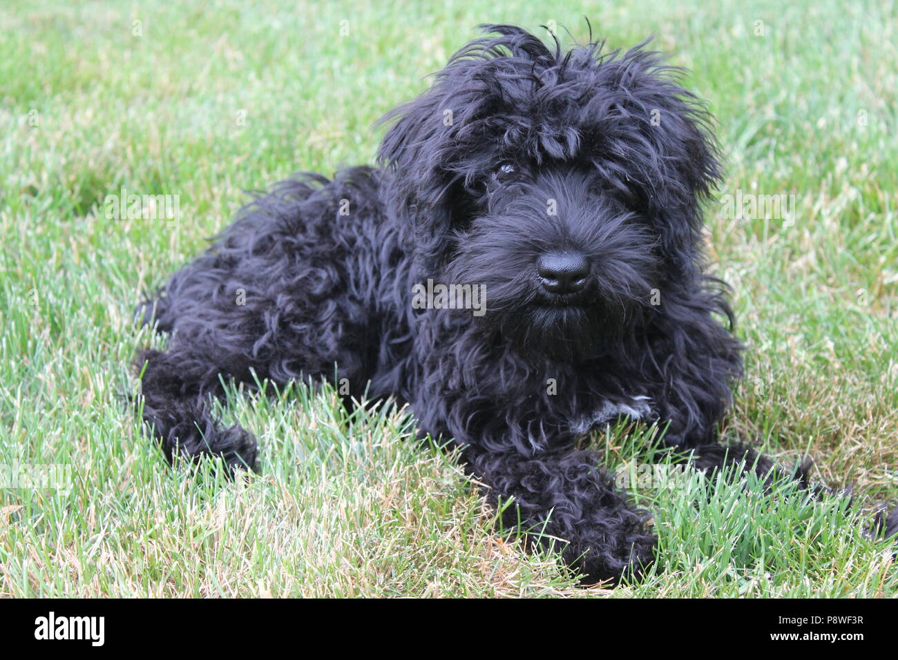 Cute black with white spot schnoodle/poodle puppy laying in the grass ...