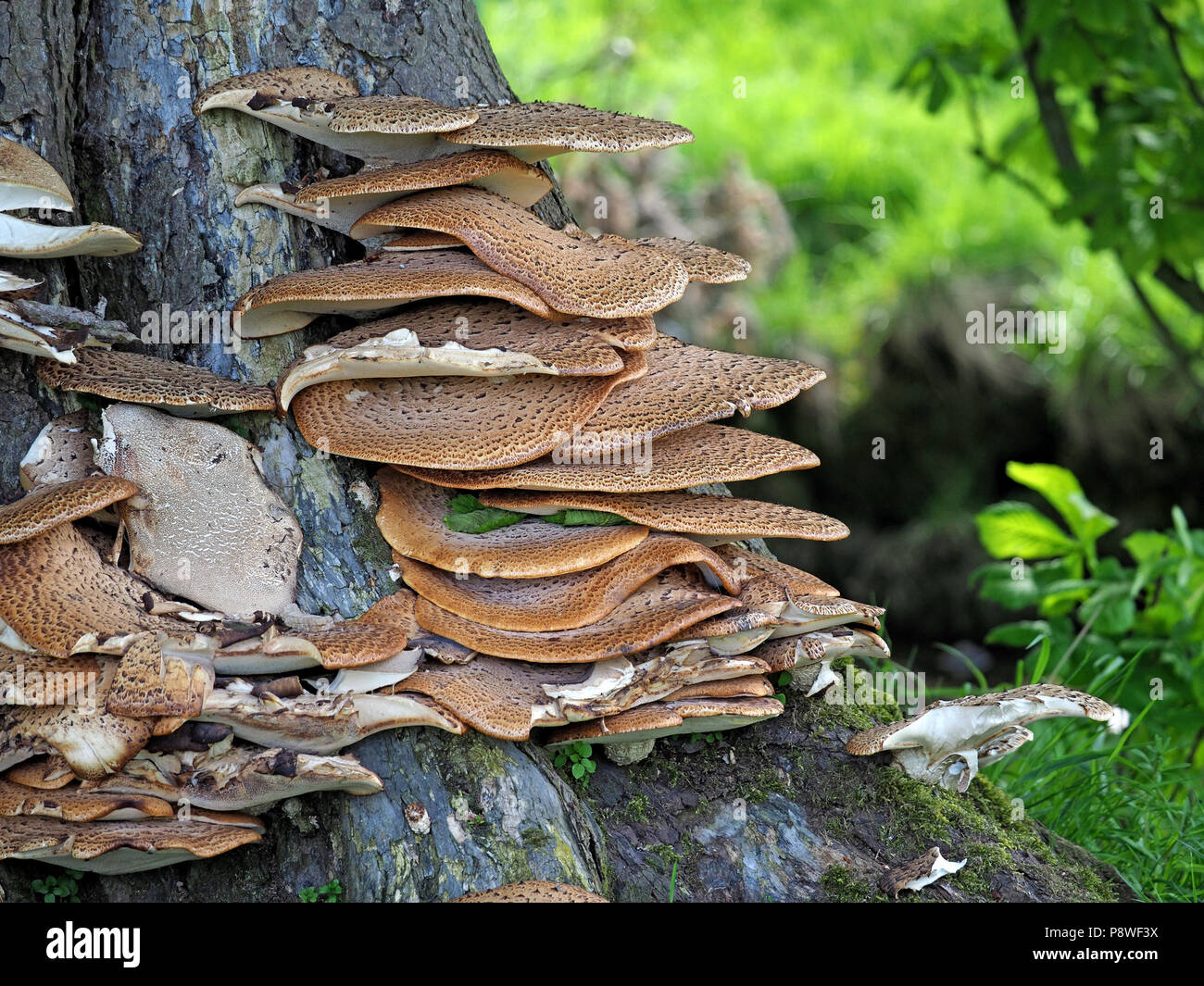 shelves of Dryad's saddle fungus (Polyporus squamosus aka Cerioporus ...
