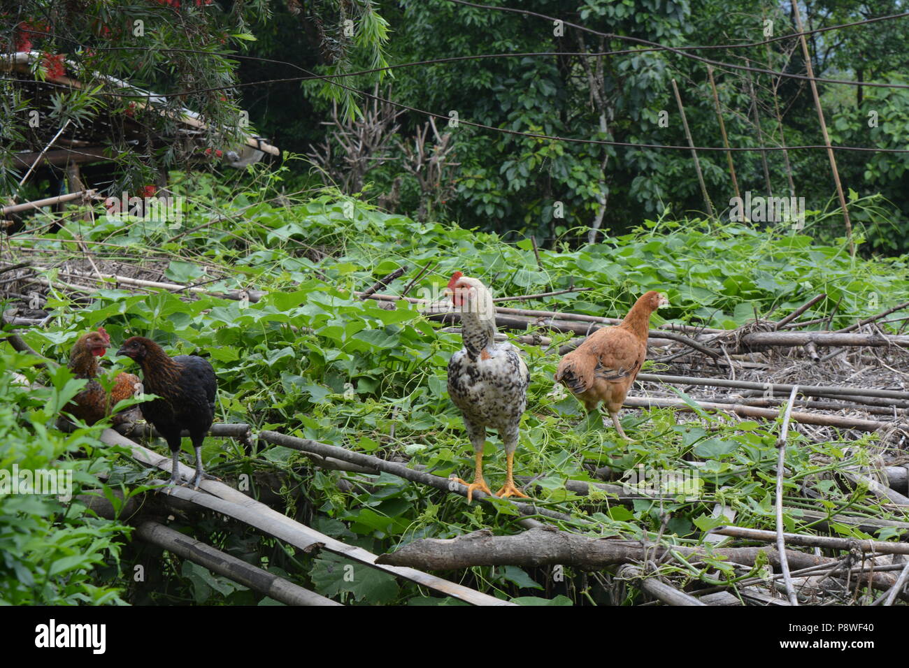 Pelling, Sikkim, India Stock Photo - Alamy