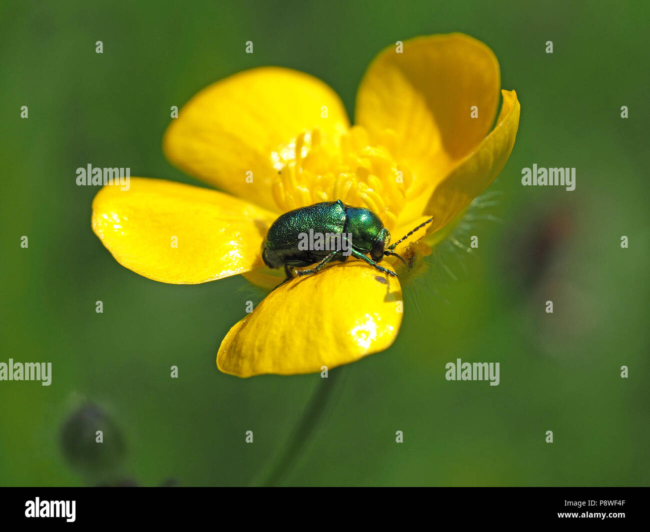 bright metallic green pest Leaf beetle (Cryptocephalus hypochaeridis ...