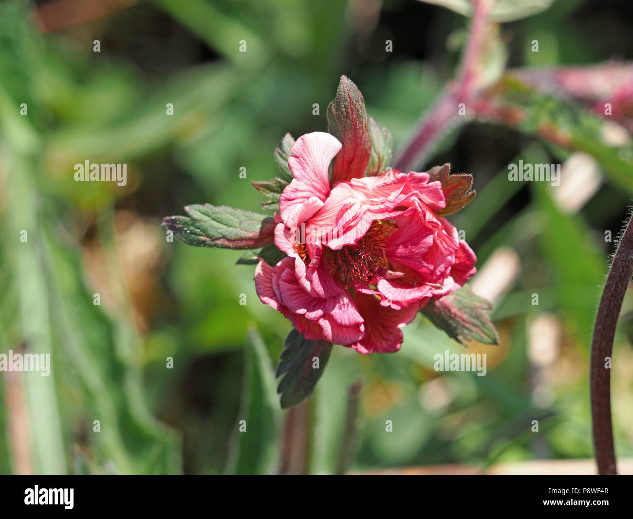 Mutation flower hi-res stock photography and images - Alamy