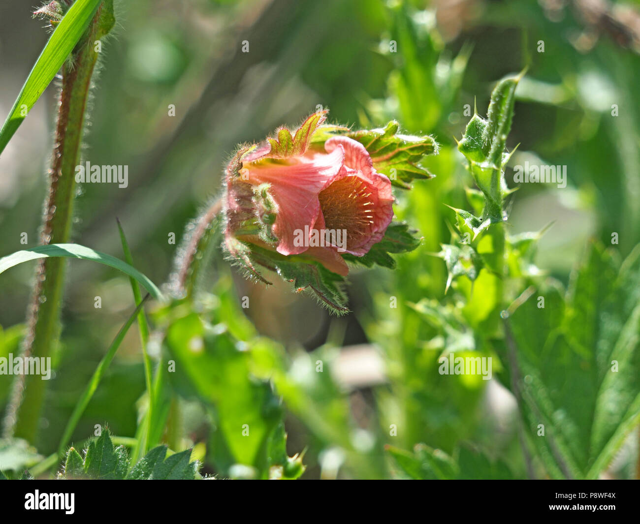 Mutant flower hi-res stock photography and images - Alamy