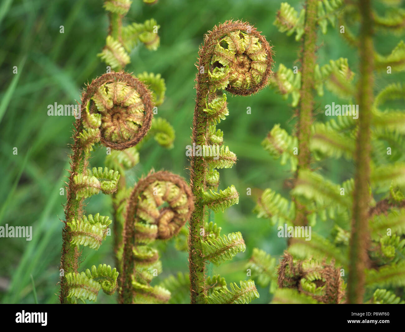 Unfurling Golden Fern Leaf Fronds With Wheel Like Golden Hairy Curly