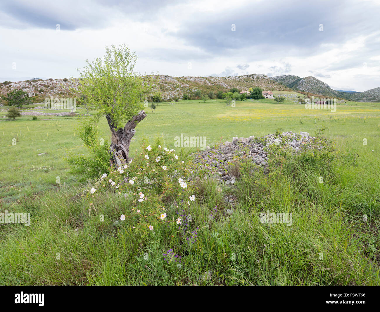 Plane Trees Provence High Resolution Stock Photography and Images - Alamy