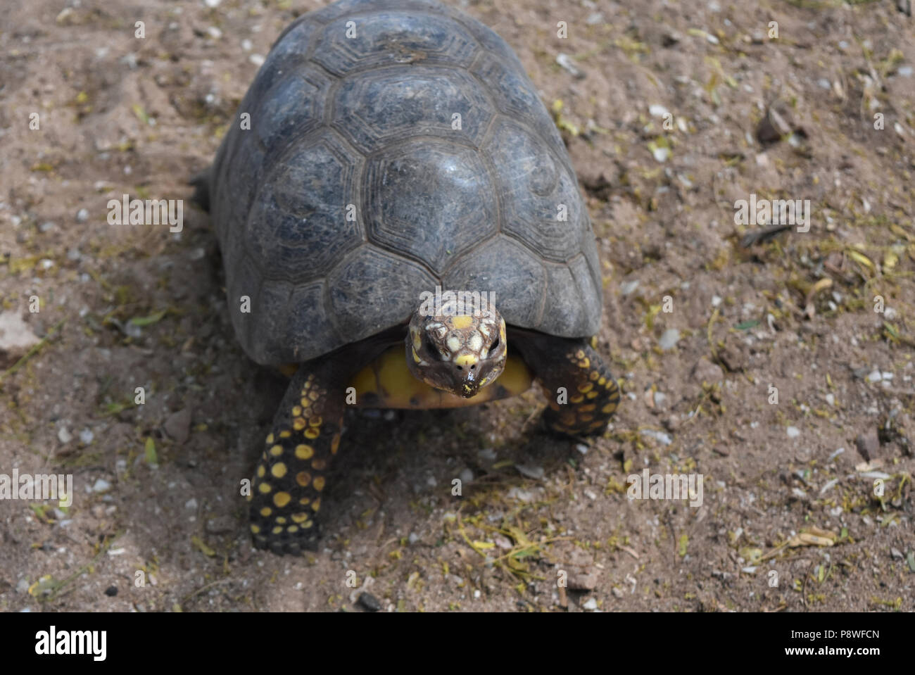 Cute turtle with yellow dots covering its head and legs Stock Photo - Alamy