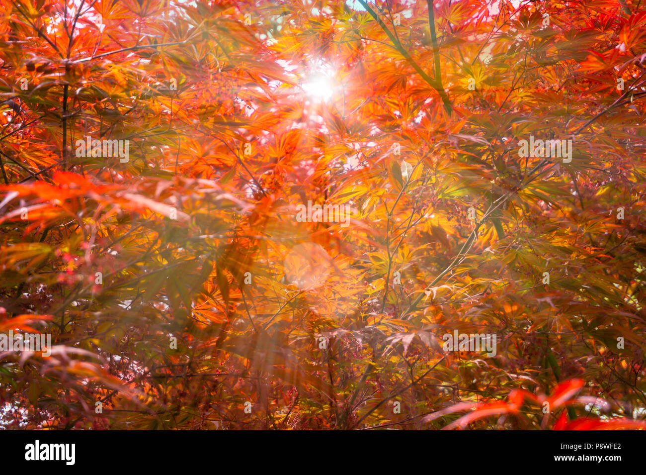 sunshine in japanese maple Stock Photo - Alamy