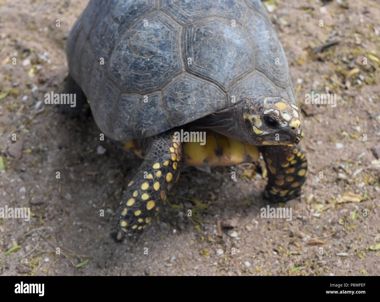 Black and yellow turtle walking in aruba Stock Photo - Alamy