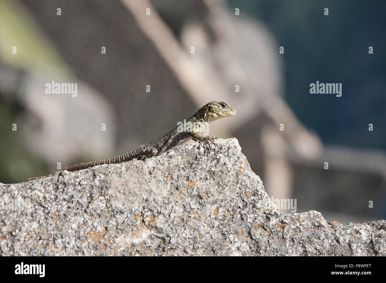A mountain lizard at Machu Picchu, Peru, South America Stock Photo - Alamy