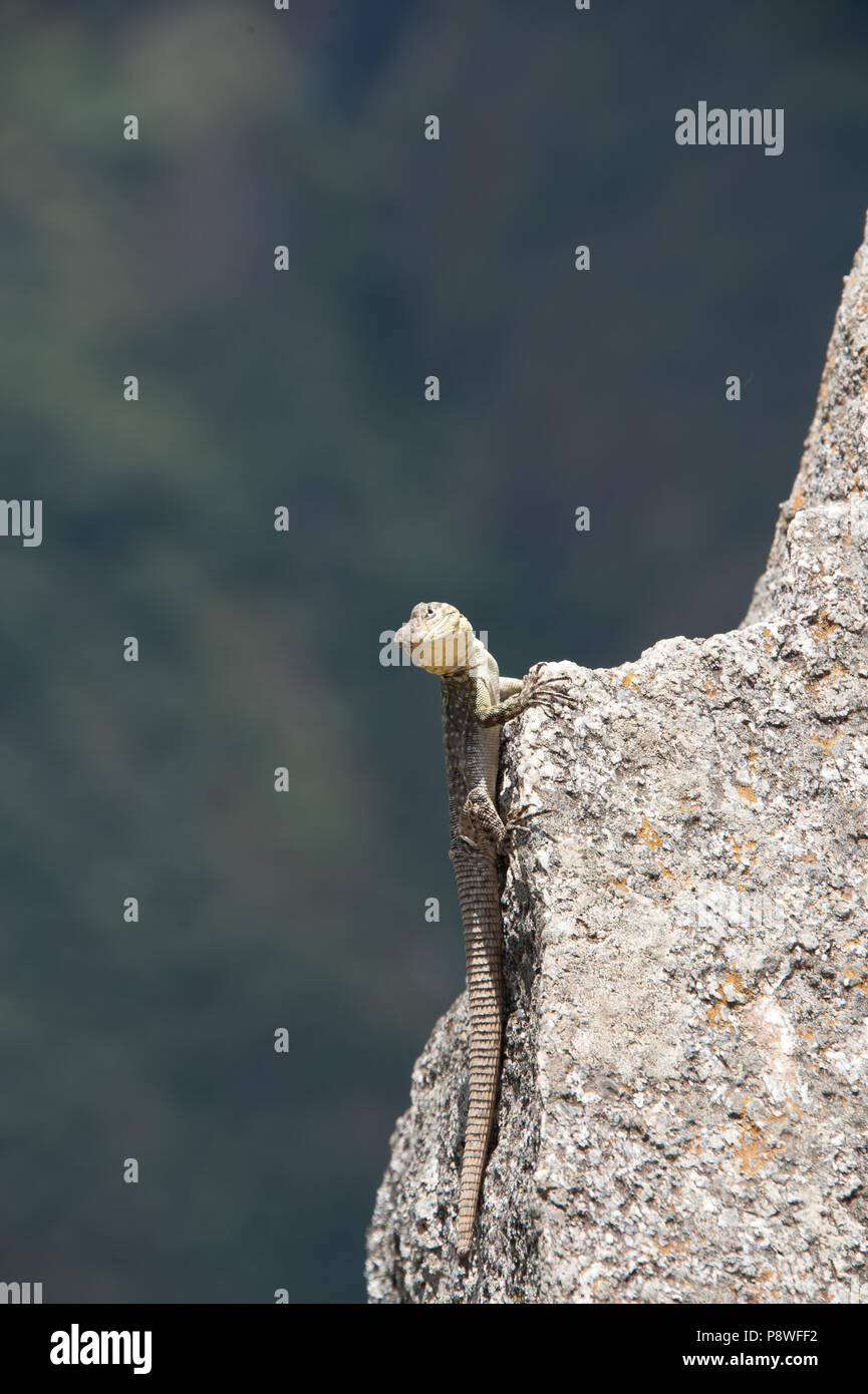 A mountain lizard at Machu Picchu, Peru, South America Stock Photo - Alamy