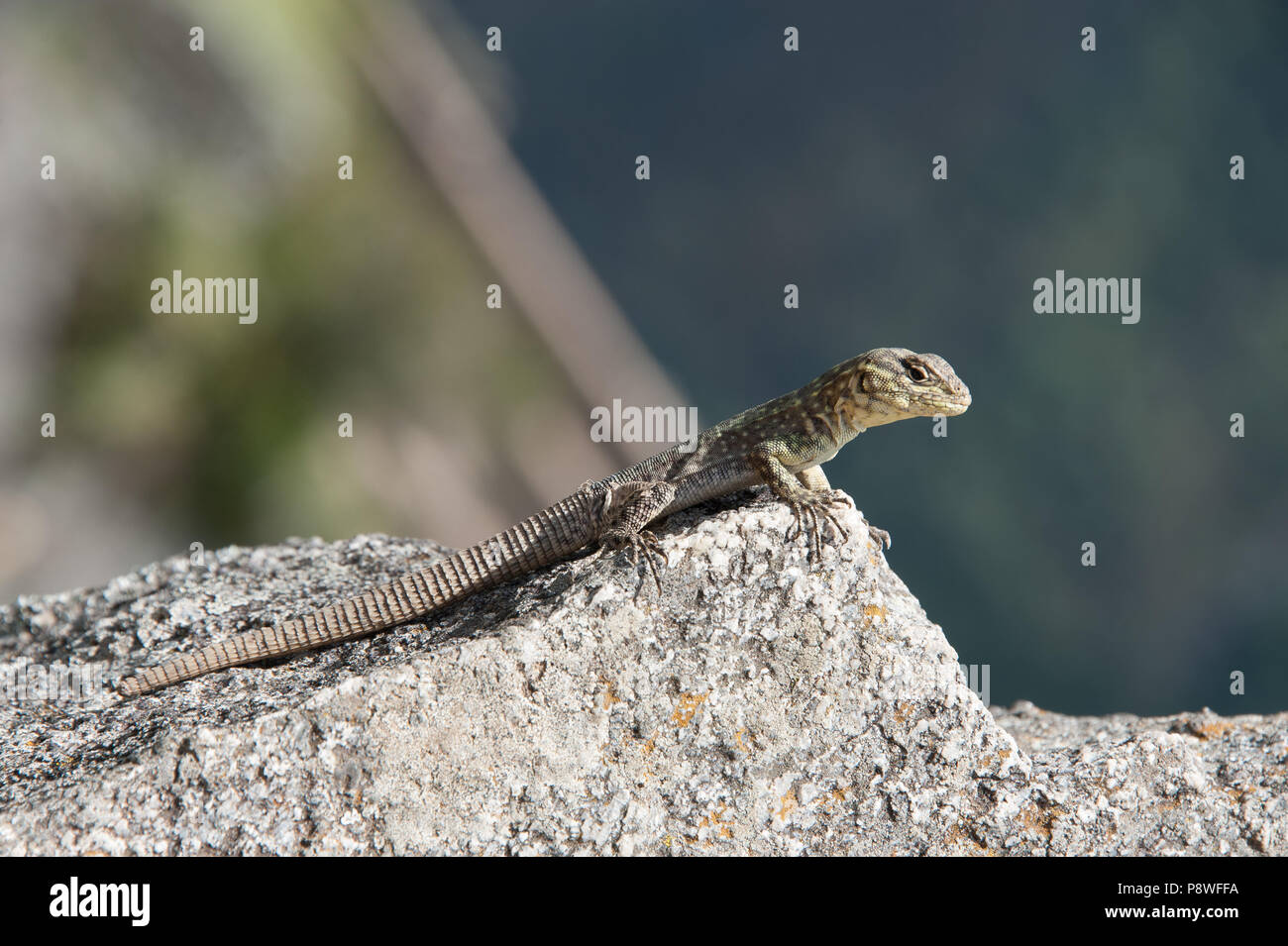 A mountain lizard at Machu Picchu, Peru, South America Stock Photo - Alamy