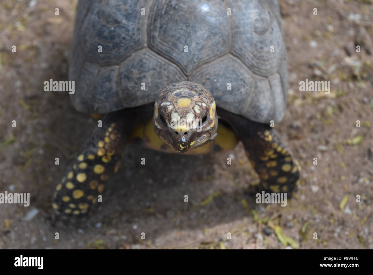 Adorable photo of a wild turtle Stock Photo - Alamy