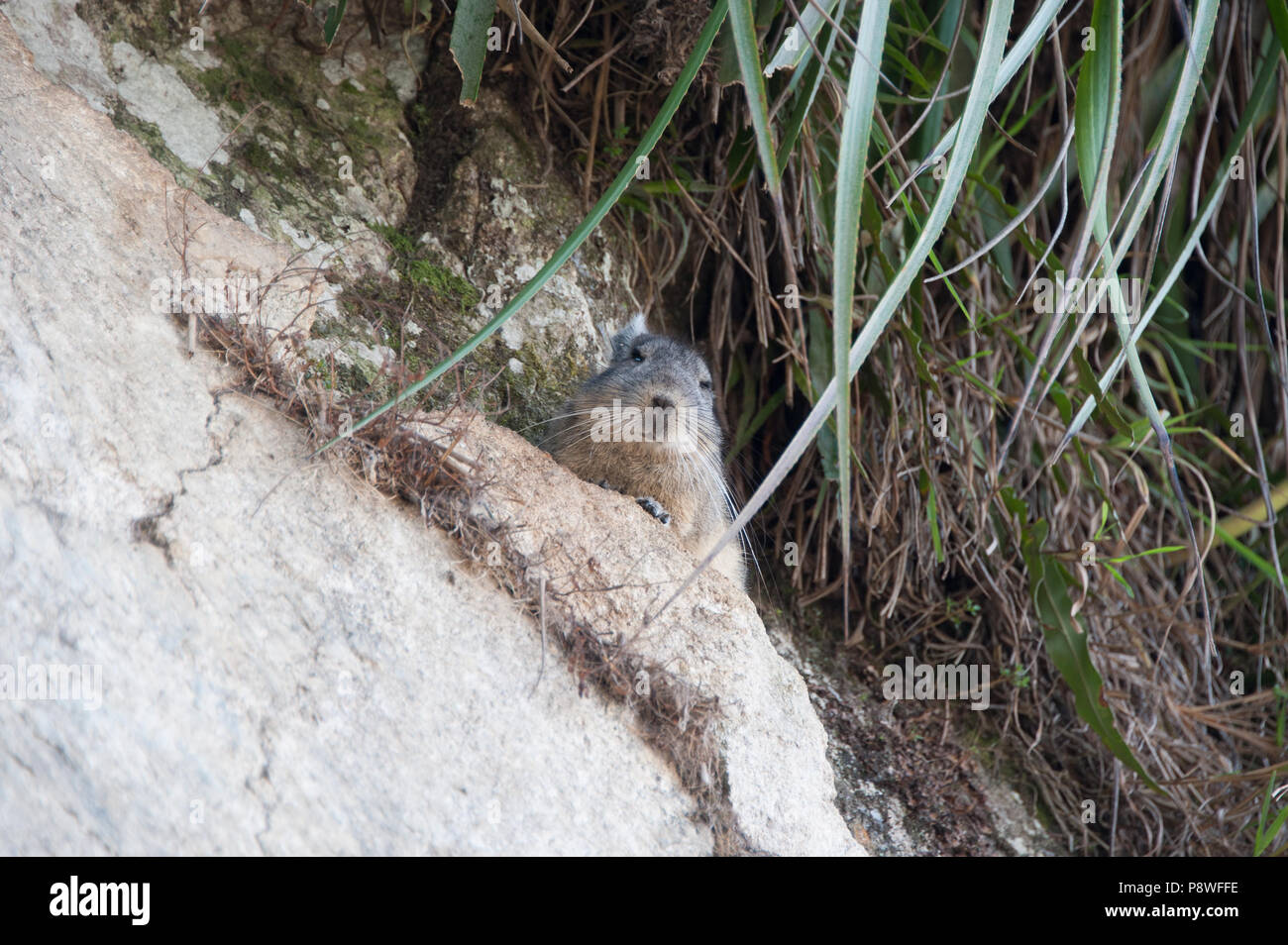 wild rodent in south africa Stock Photo - Alamy