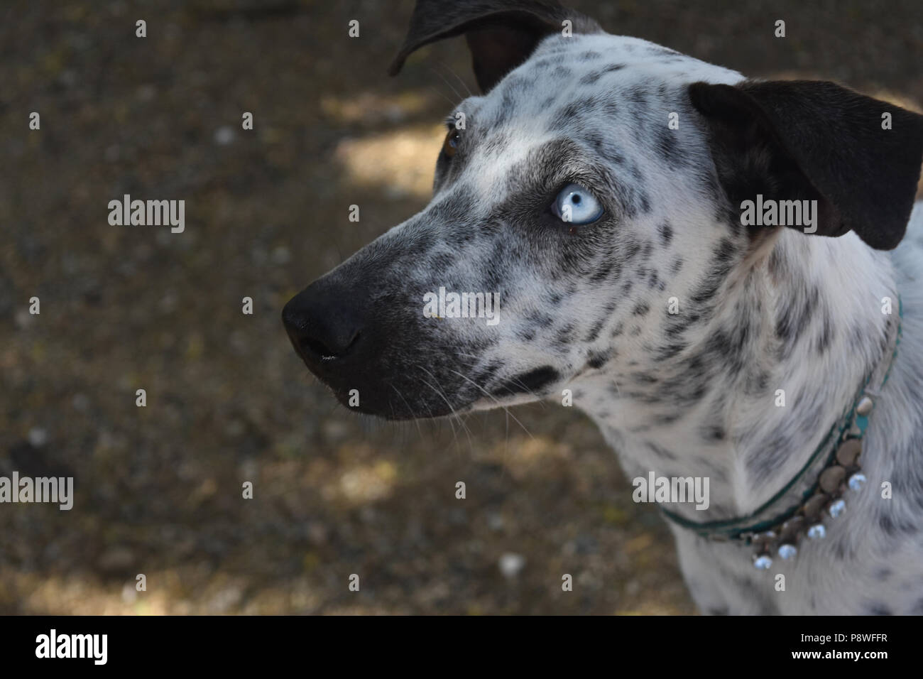 Aruba cunucu dog hi-res stock photography and images - Alamy