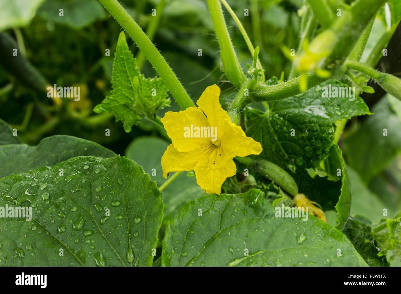 Flowers and embryos of cucumbers in the background of foliage Stock ...