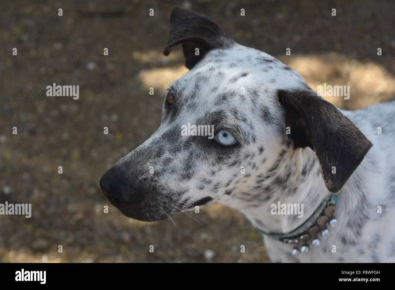 Blue and brown eye on the face of a cunucu dog Stock Photo - Alamy