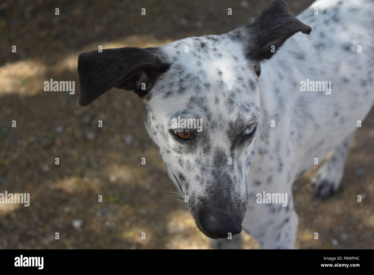 Cunucu dog with one light blue and one brown eye Stock Photo - Alamy