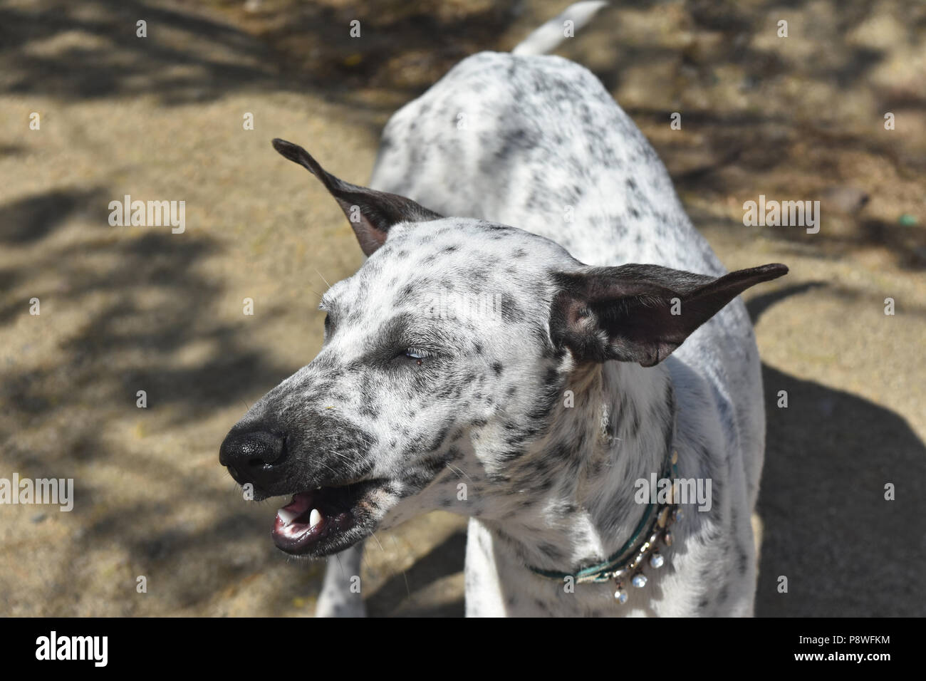 Silly face on a wild cunucu dog on the island of Aruba Stock Photo - Alamy