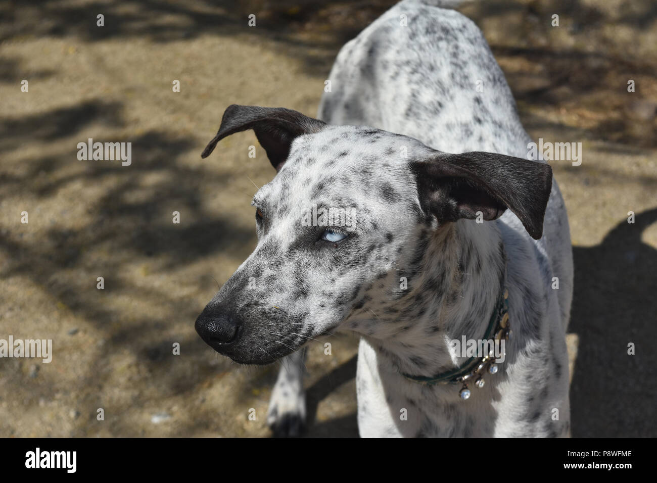 Pretty light blue eye on a white and black cunucu dog Stock Photo - Alamy