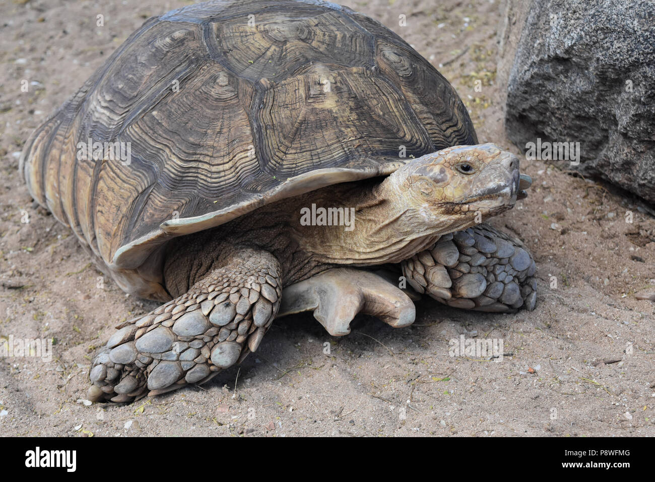 Cute adult tortoise walking around slowly Stock Photo - Alamy