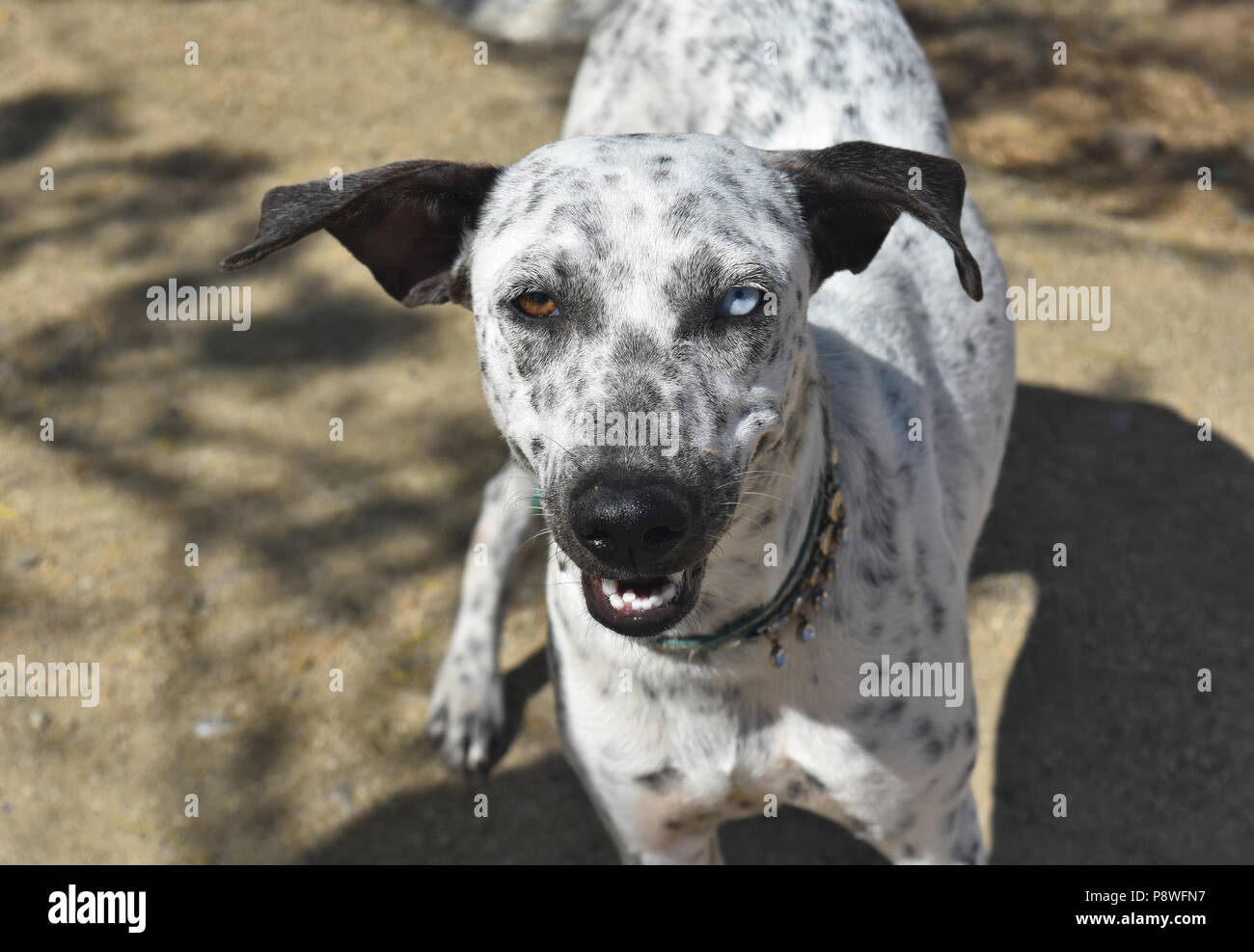 Arubian cunucu dog hi-res stock photography and images - Alamy