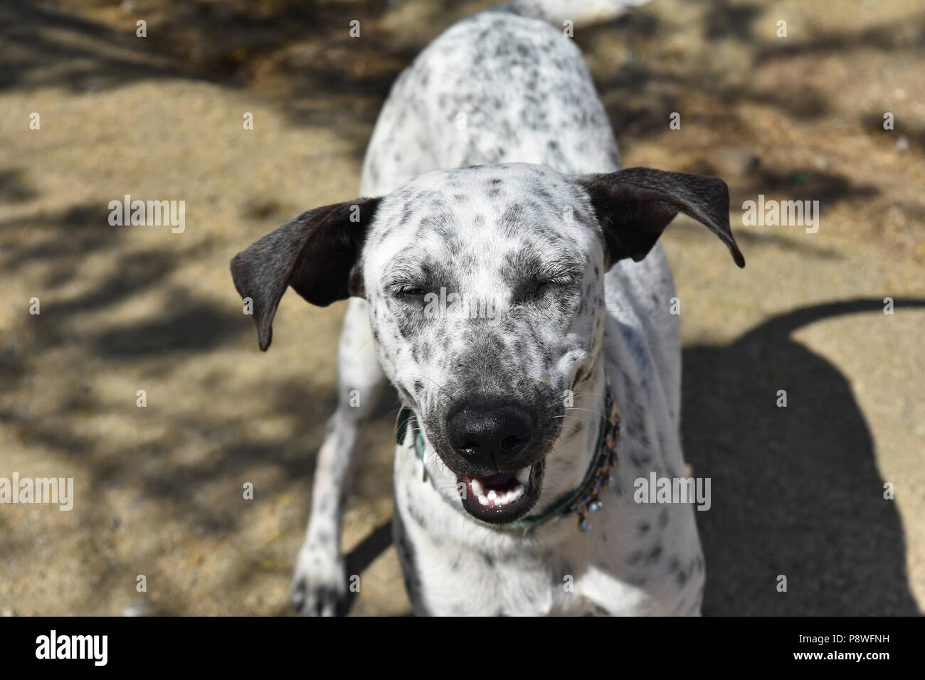 Black and white spotted cunucu dog with his eyes shut Stock Photo - Alamy