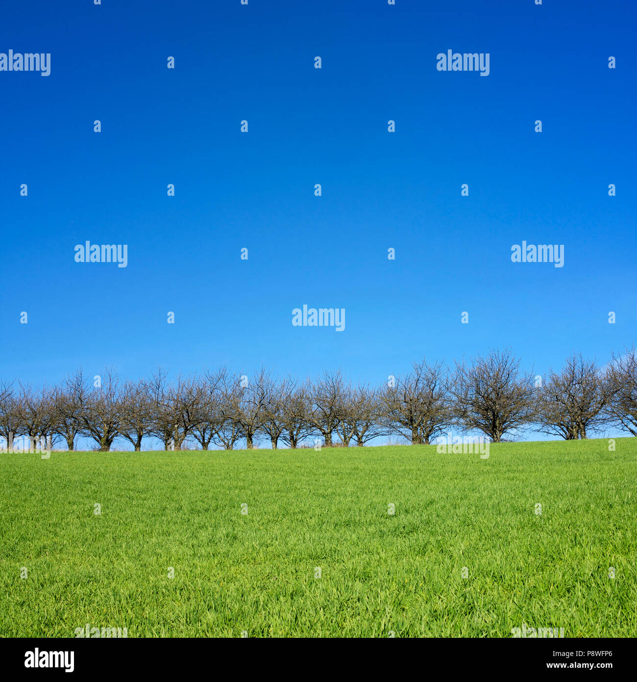 Row of fruit trees hi-res stock photography and images - Alamy