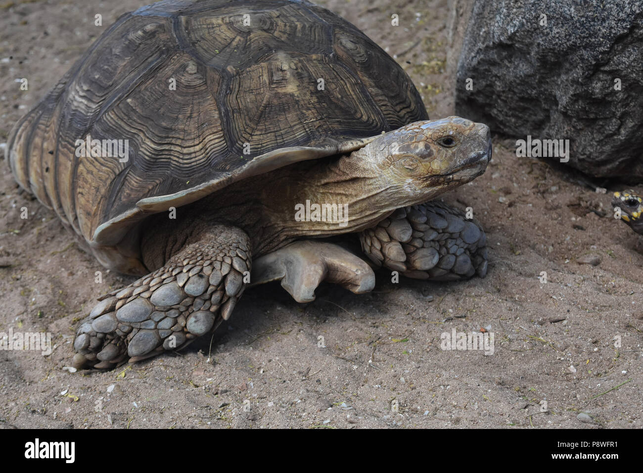 Large tortoise with a large shell Stock Photo - Alamy