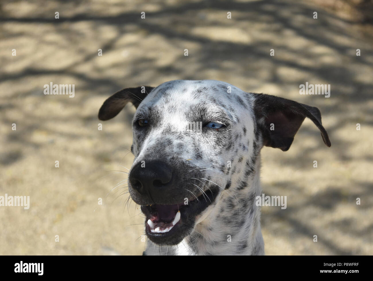 Two different eyes on the face of a white and black cunucu dog Stock ...