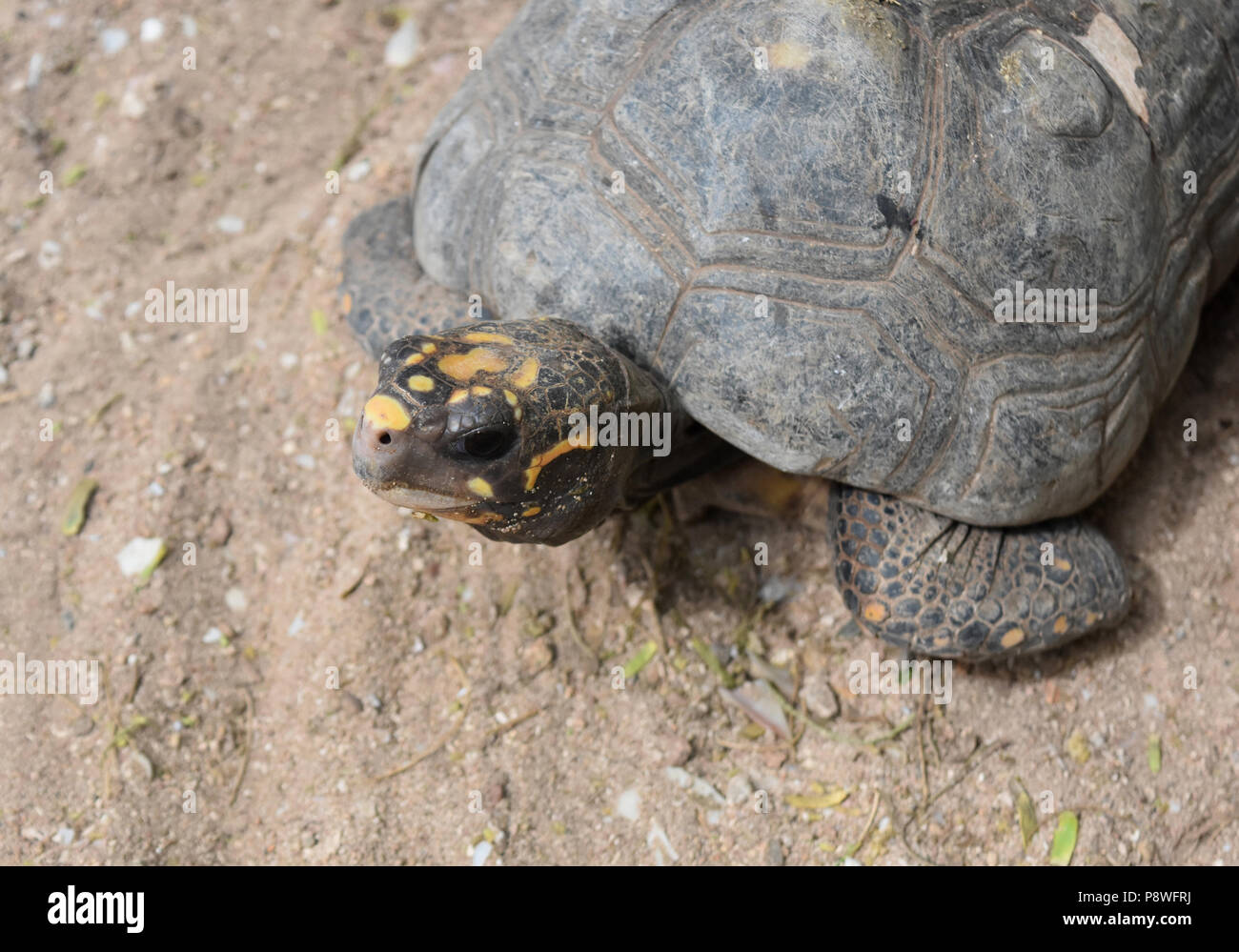 Beautiful tortoise with yellow marks on its head Stock Photo - Alamy