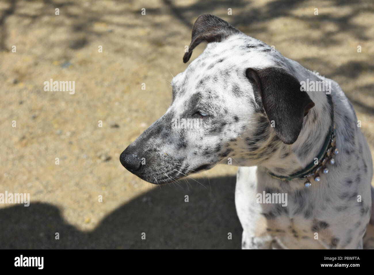 Aruba cunucu dog hi-res stock photography and images - Alamy