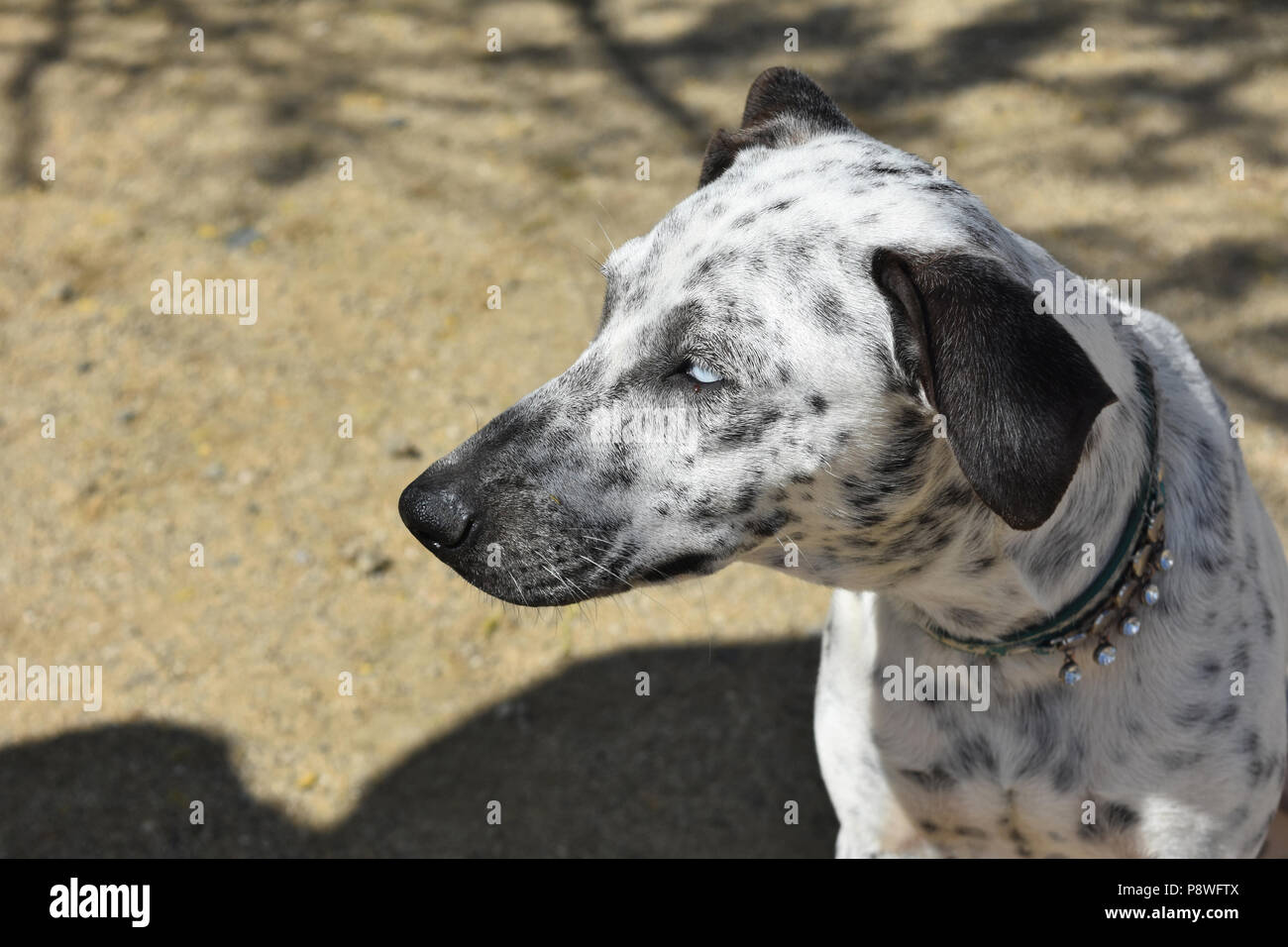 Aruba cunucu dog hi-res stock photography and images - Alamy