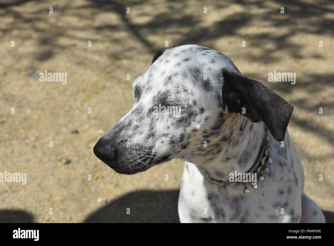 White and black spotted cunucu dog with his eyes closed Stock Photo - Alamy