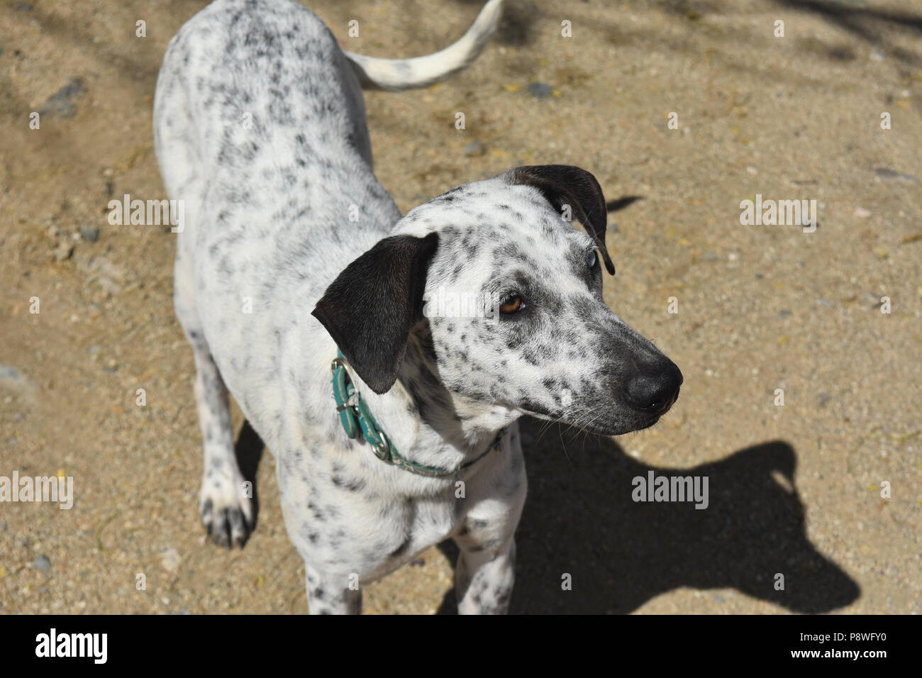 Aruba cunucu dog hi-res stock photography and images - Alamy
