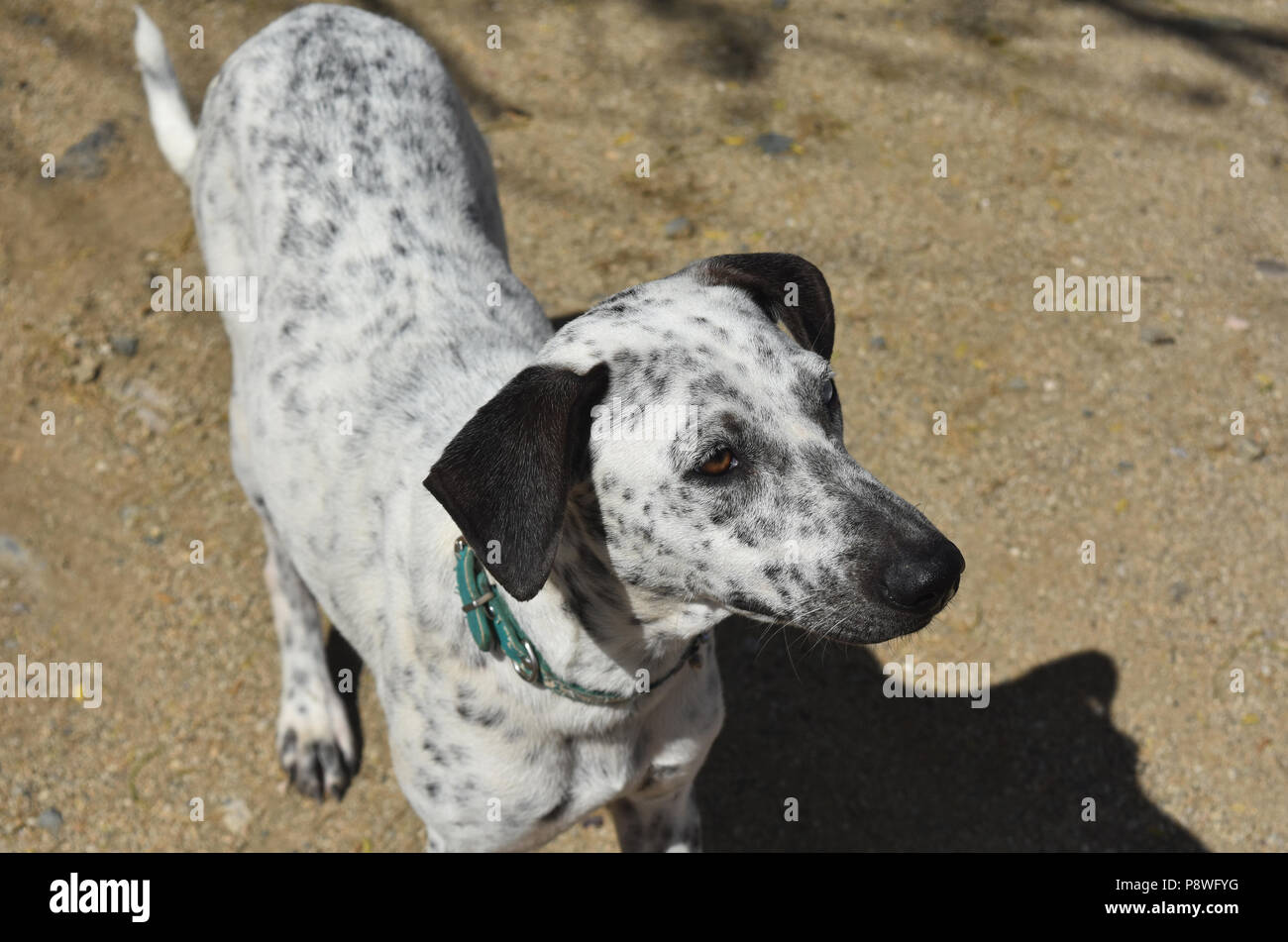 Aruban cunucu dog with white and black spots Stock Photo - Alamy